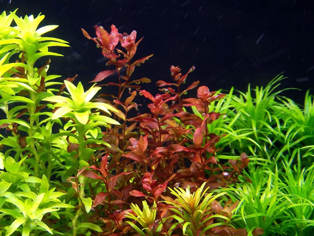 Rotala Macrandra mini type IV | Aqualook.pl