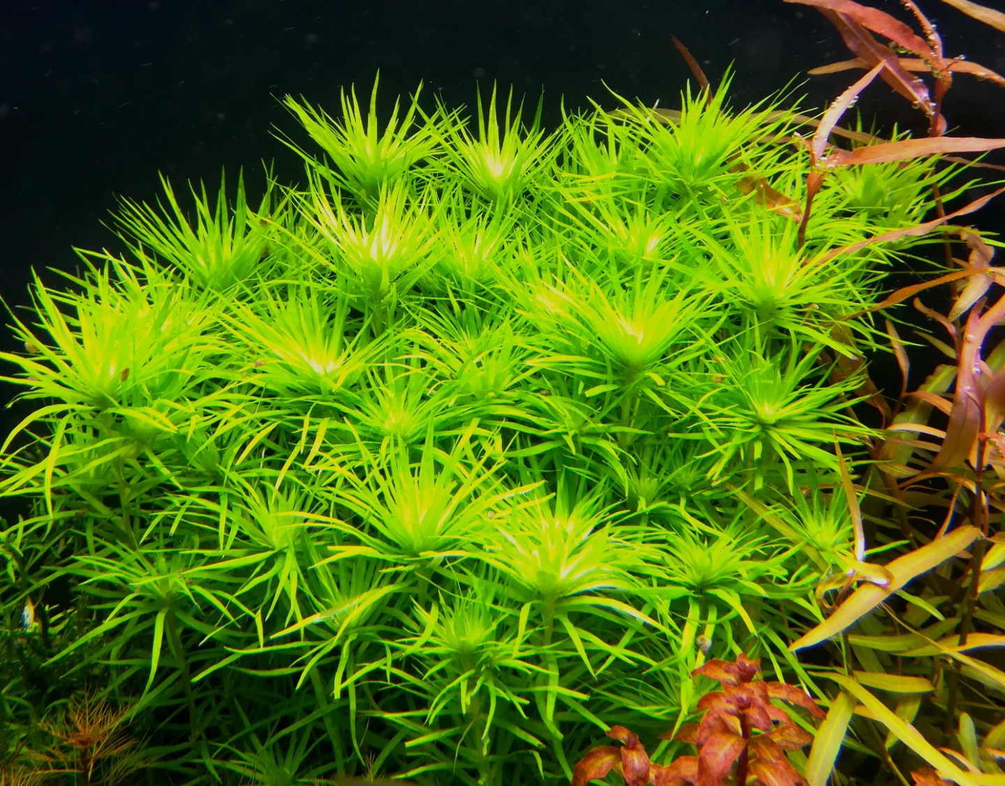 Jak hodować rośliny z gatunków Syngonanthus i Tonina? | Aqualook.pl