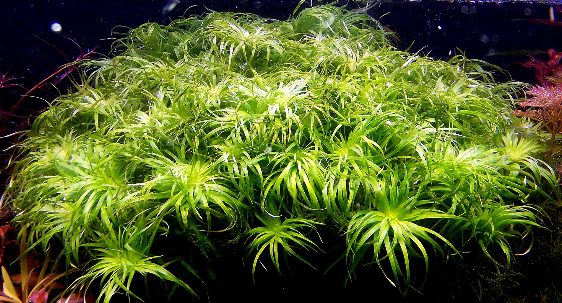 Jak hodować rośliny z gatunków Syngonanthus i Tonina? | Aqualook.pl