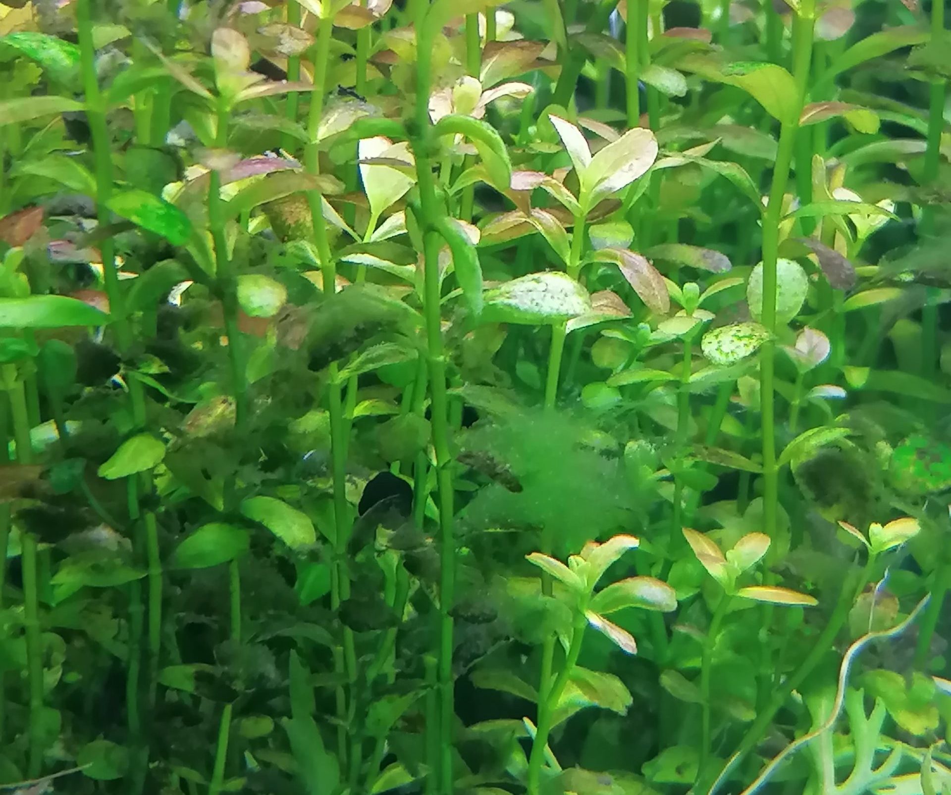 Zielony glutowaty bąblujący glon | Aqualook.pl